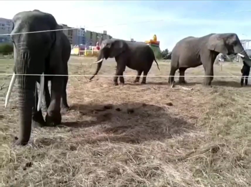 DUMPERT - Waar is m'n Rolo, kudtkind?