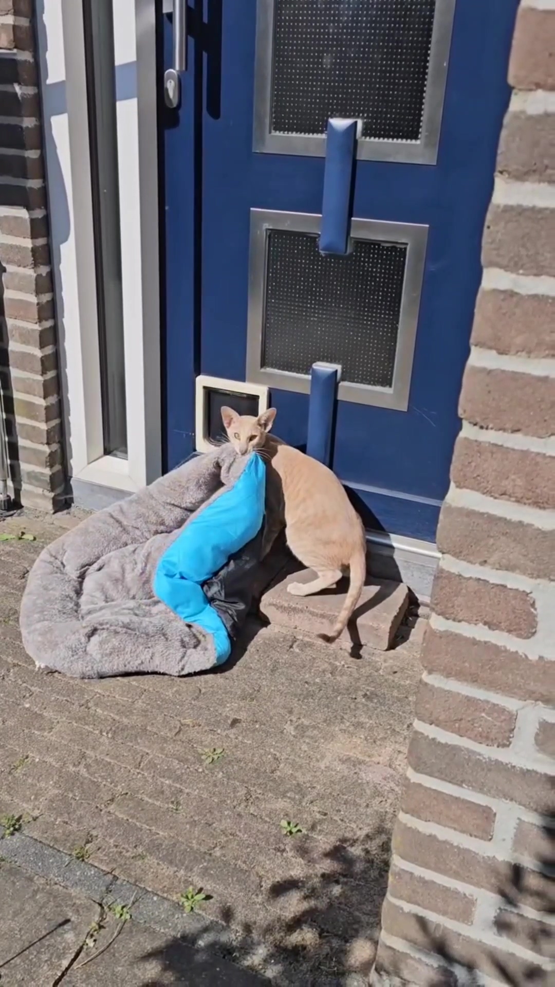 DUMPERT - Kat steelt mand bij de buren