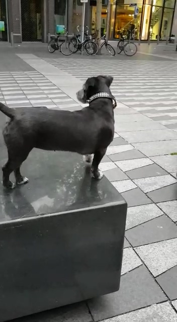 DUMPERT - Spring dan!