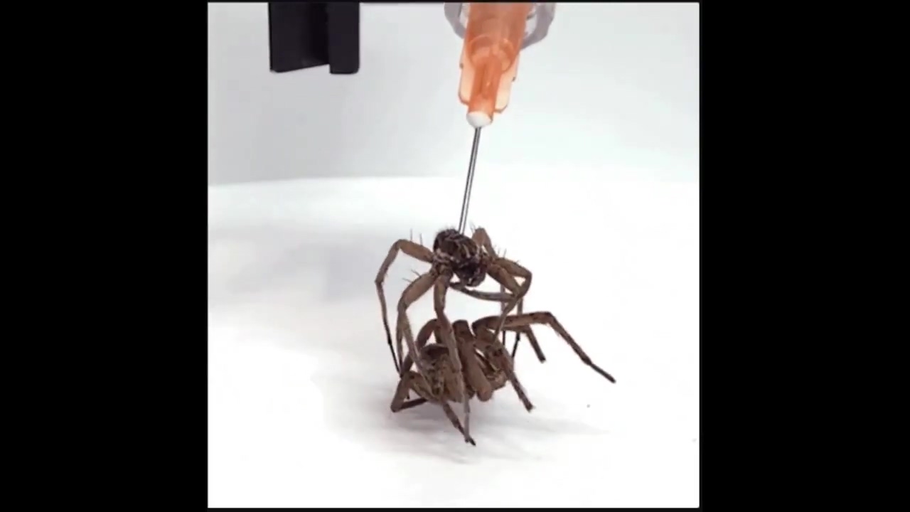 DUMPERT - Necrobotics