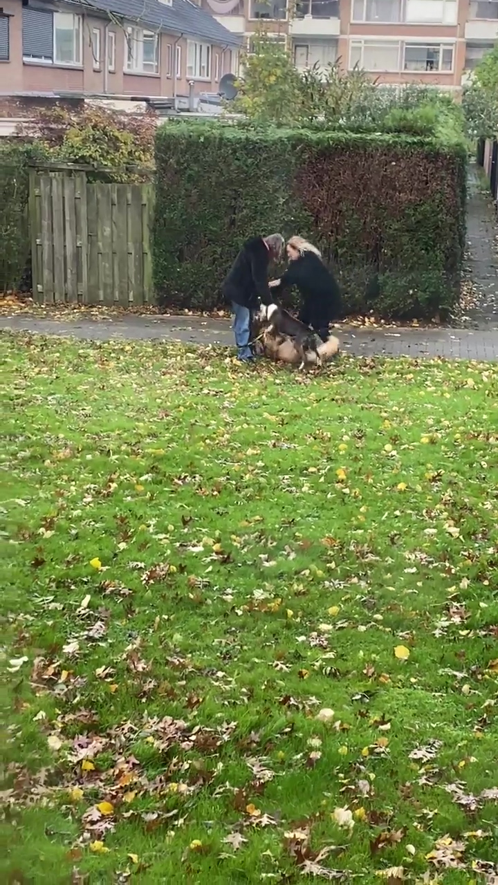 DUMPERT - Pitbull valt Golden Retriever aan