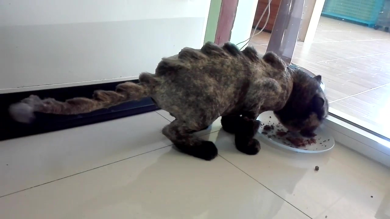 DUMPERT - Kitty heeft vers kapsel