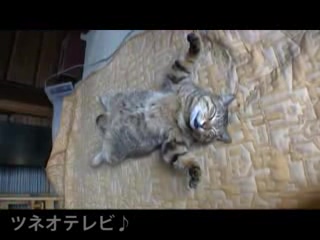 DUMPERT - Swaffel kat