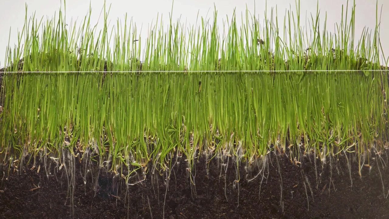 DUMPERT - Groeiende planten