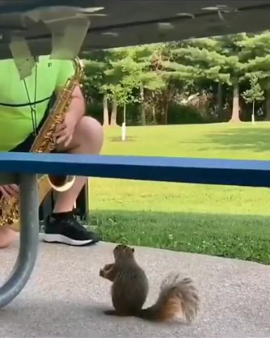 DUMPERT - Eekhoorn krijgt privé-concert