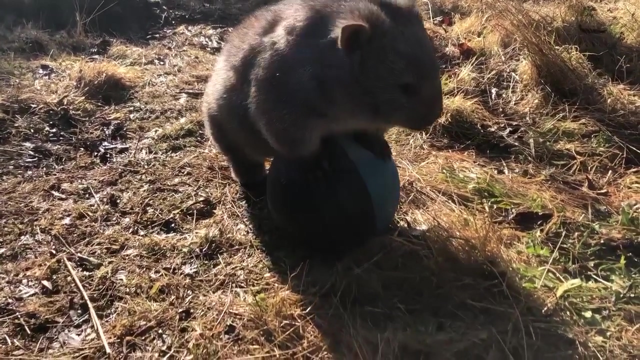 DUMPERT - Mortal Wombat