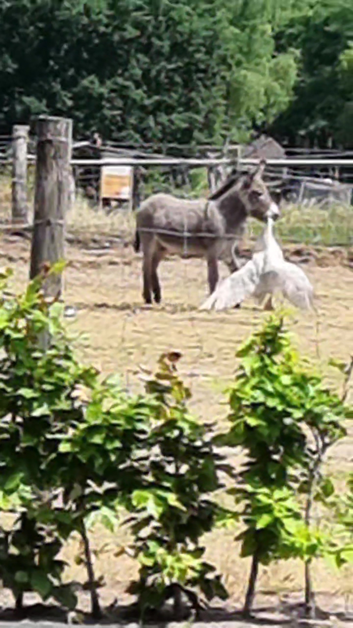 DUMPERT - Dans met gans