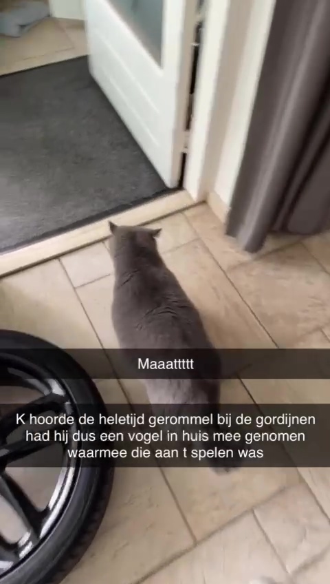 DUMPERT - Kat heeft koolmees te pakken