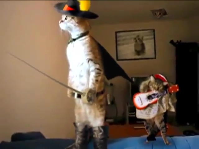 DUMPERT - Staande kat als Zorro