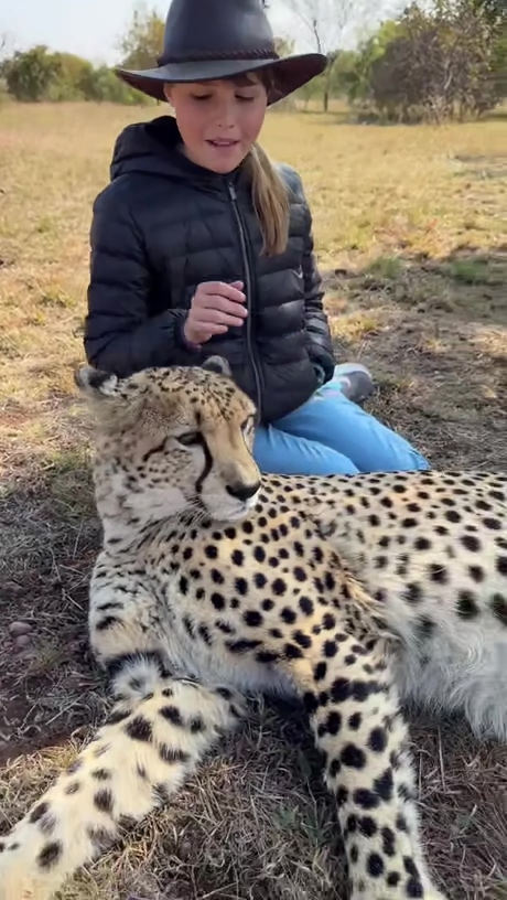 DUMPERT - Dit is een kat