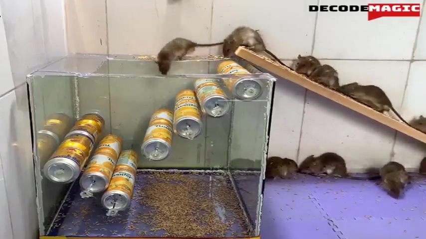 DUMPERT - Muizenplaag in je keuken