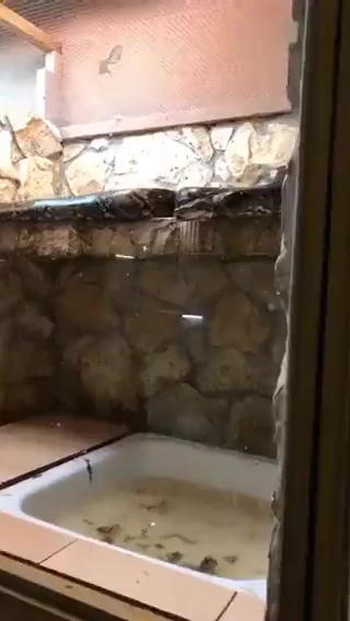 DUMPERT - Je huisslang gedag zeggen