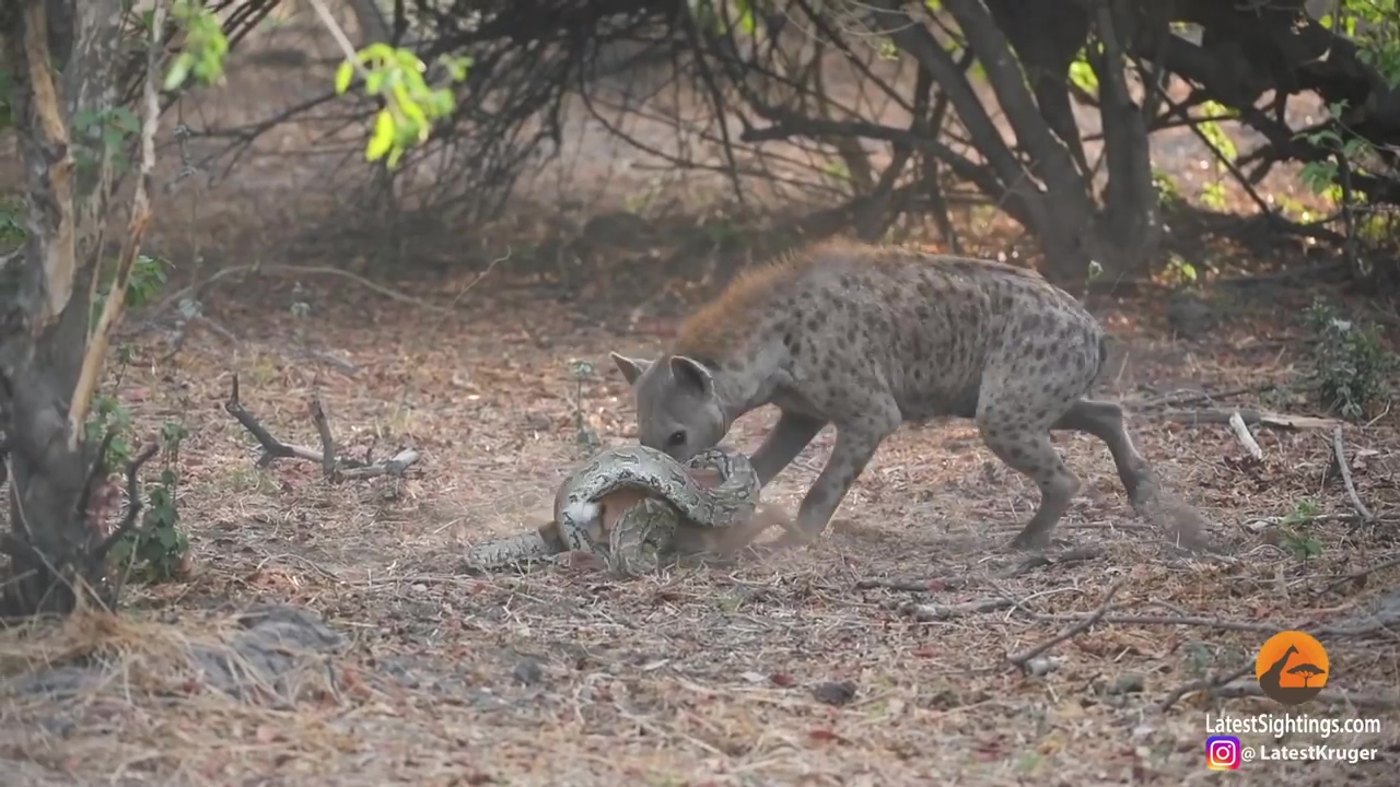 DUMPERT - Als een hyena en python vechten om een impala..
