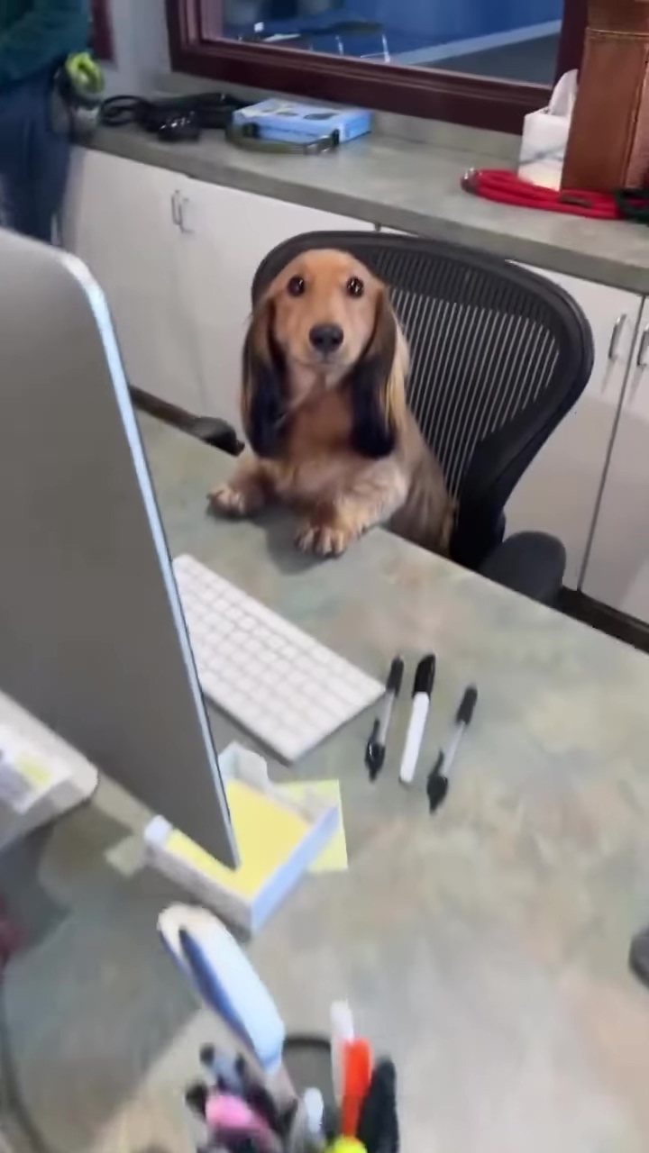 DUMPERT - Ja hallo ik heb een afspraak