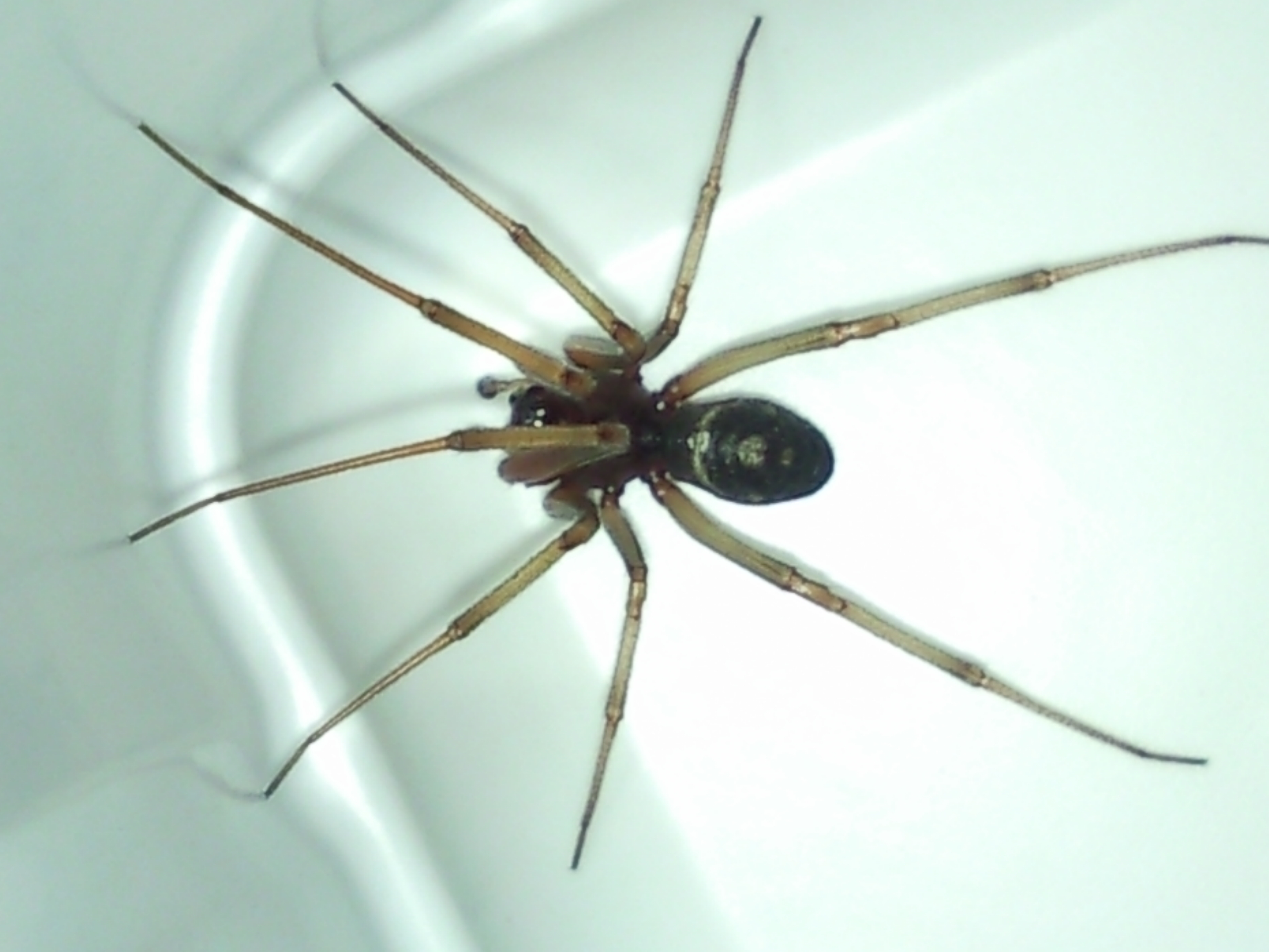 dumpert.nl - Oke zeg het maar