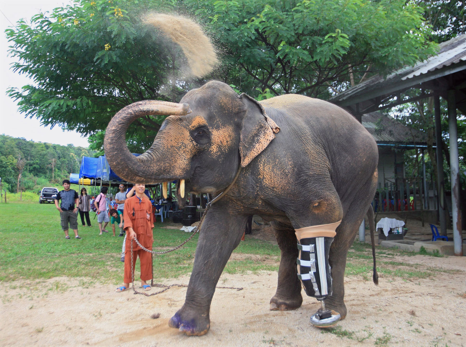 DUMPERT - Olifant krijgt nieuwe voorpoot