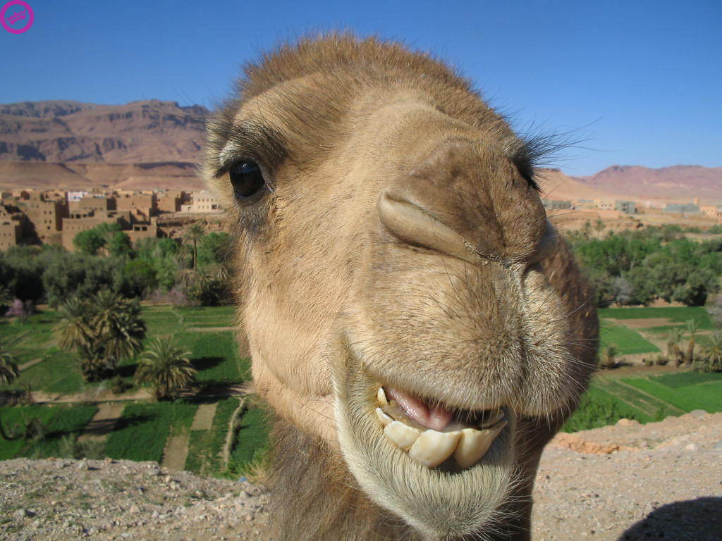 dumpert.nl - kameel wilt close-up