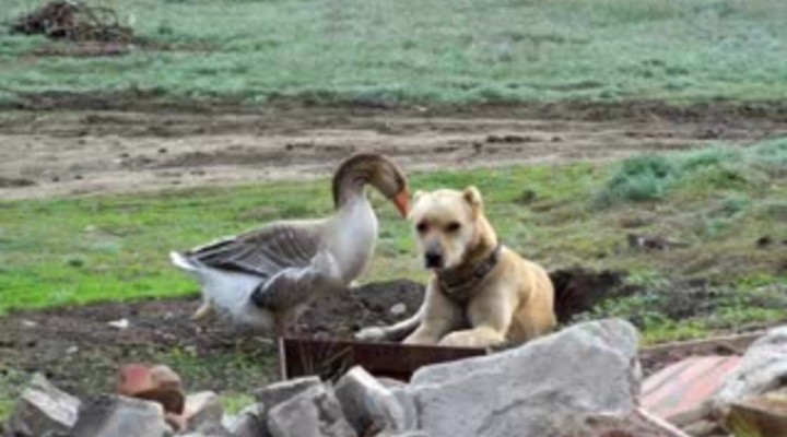 dumpert.nl - Hond vs. Gans