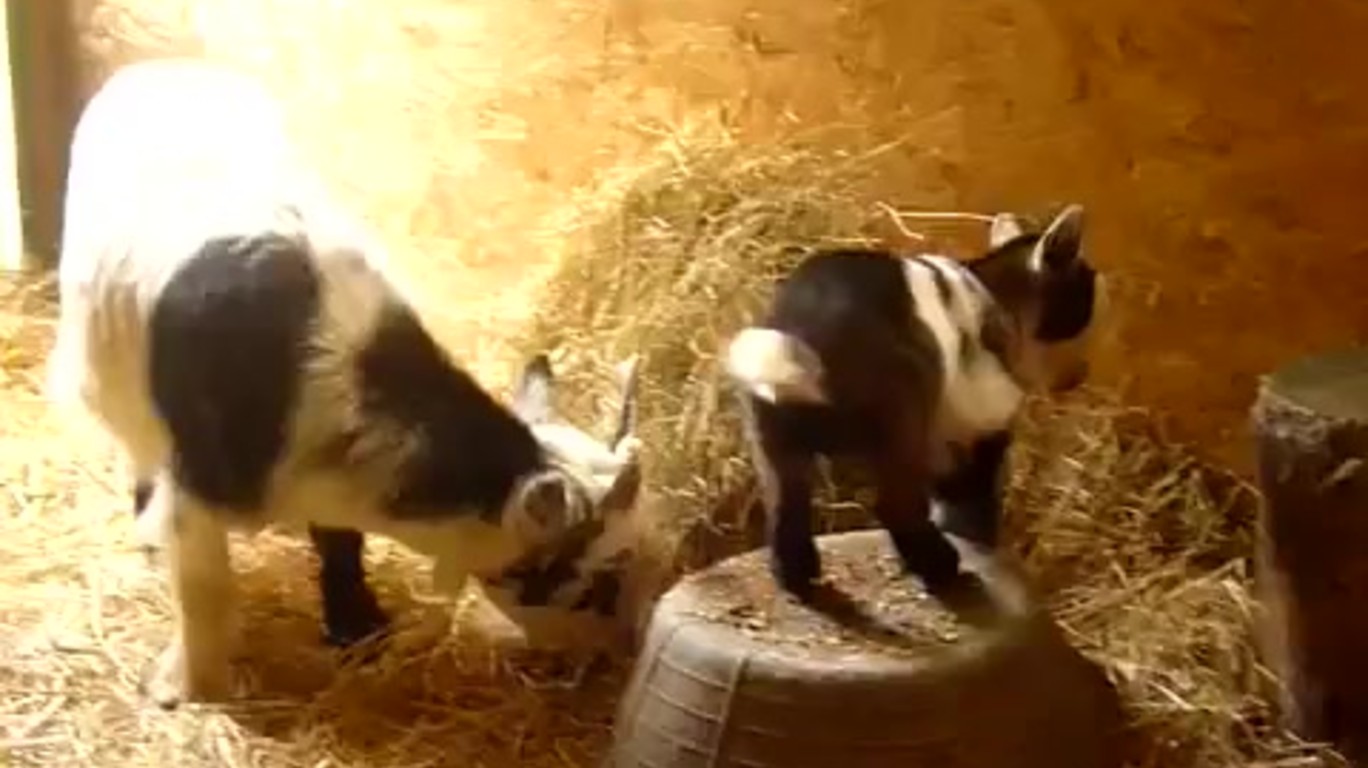 dumpert.nl - Berggeit in training