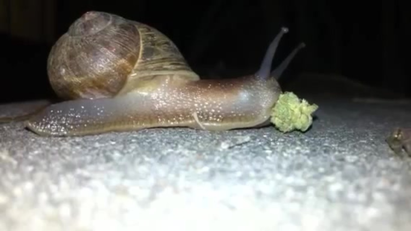 dumpert.nl - Nieuw slakkensoort: De wietslak