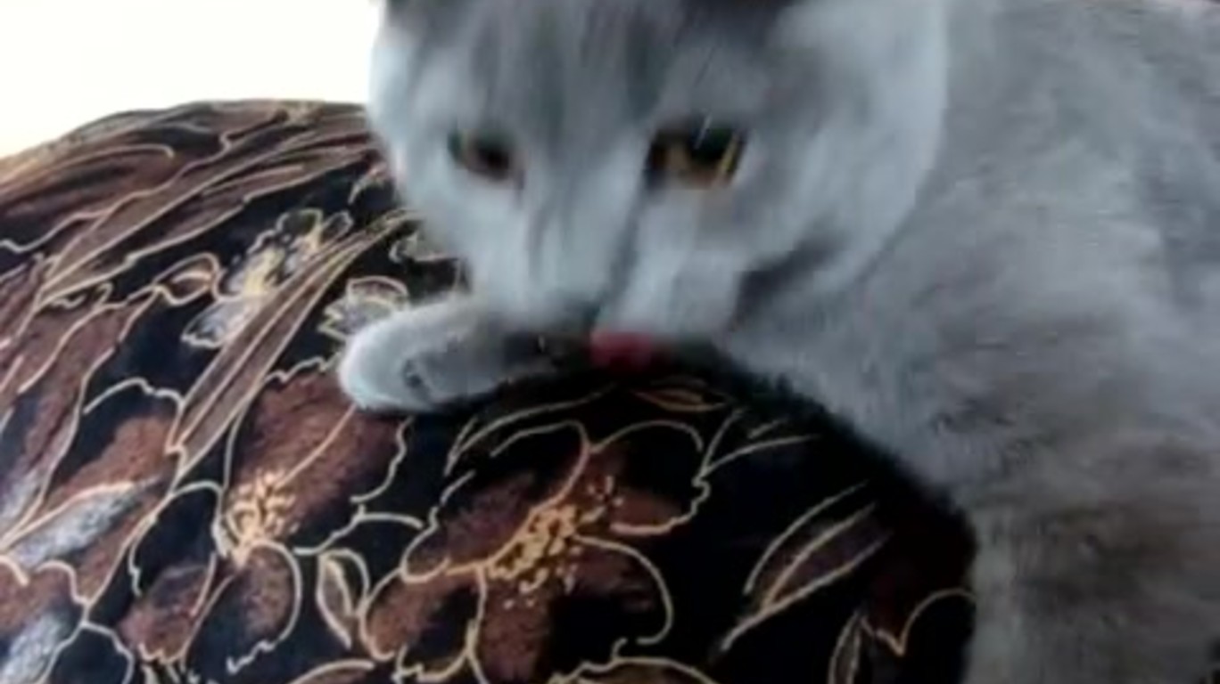 dumpert.nl - Blije kat is blij