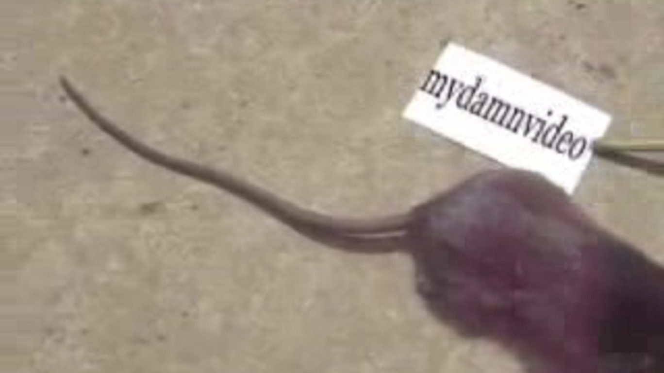 DUMPERT - Kijk! Een dode rat!