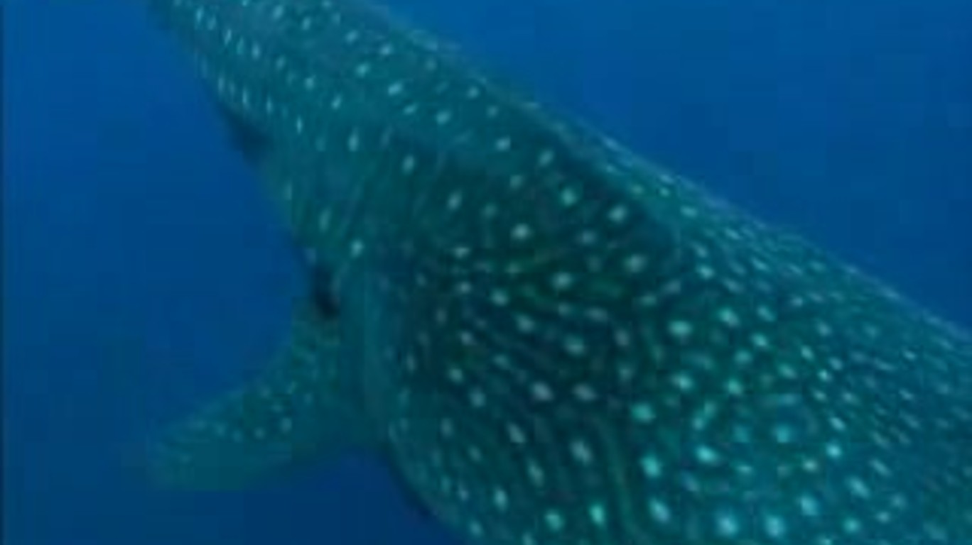 DUMPERT - Whale Shark & Dolphins Feeding Frenzy