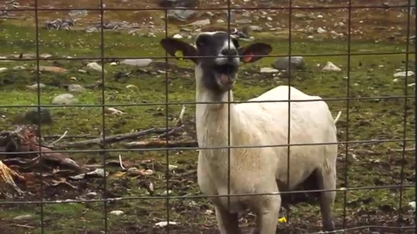 dumpert.nl - Zomaar een filmpje van een schaap