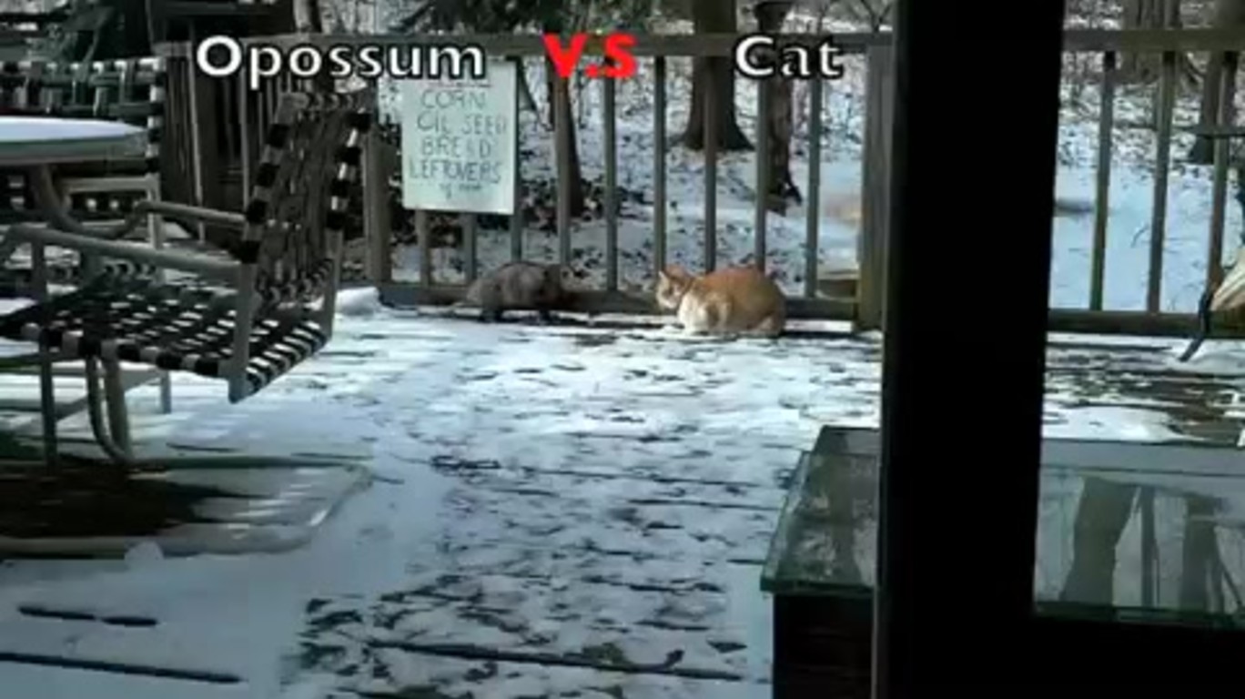 DUMPERT - Buidelrat vs. Kat