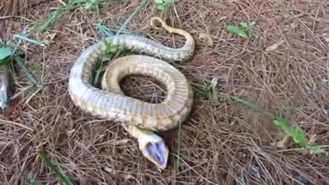 DUMPERT - Slang doet net alsof-ie dood is