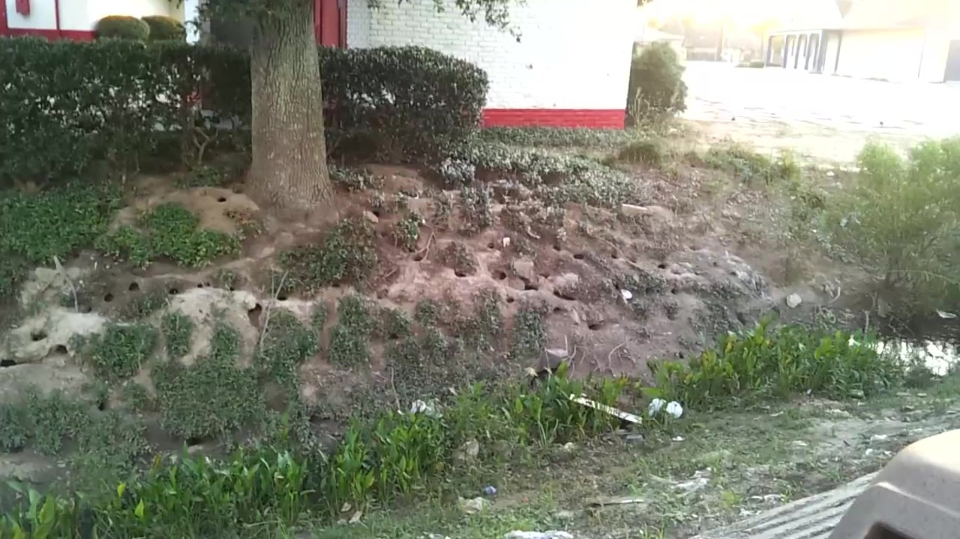 DUMPERT - Rattennest