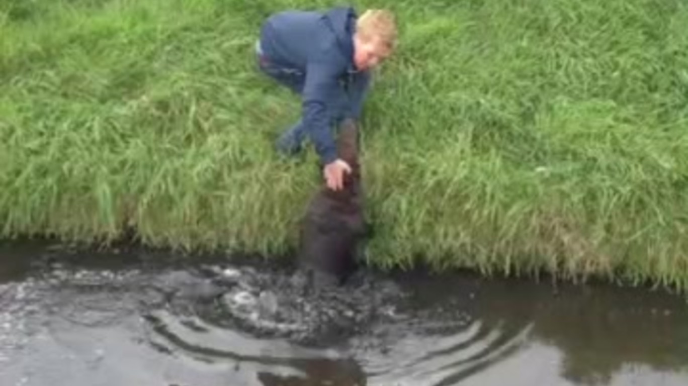 DUMPERT - Hondje vast in de sloot