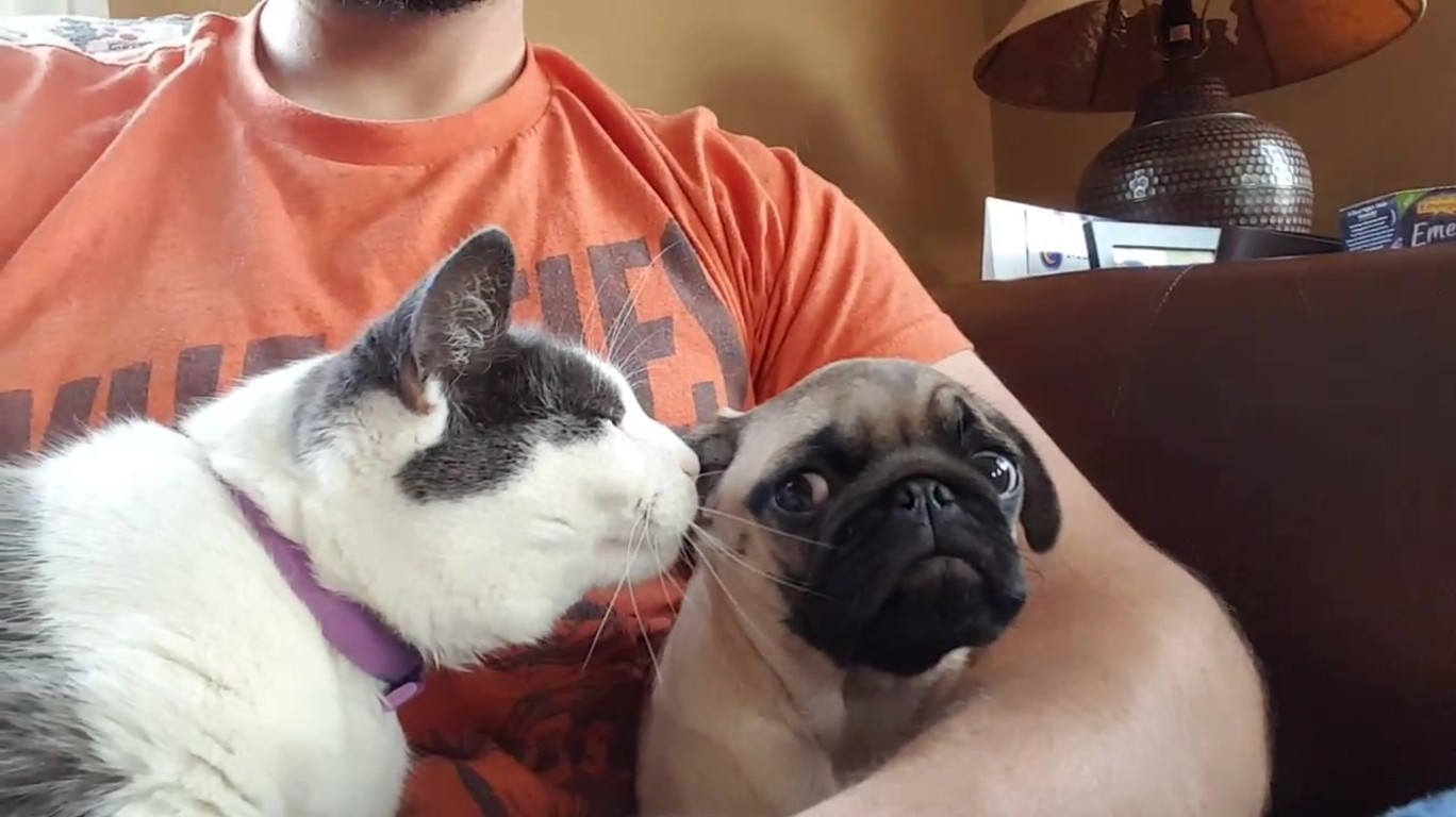 dumpert.nl - Kat is boos