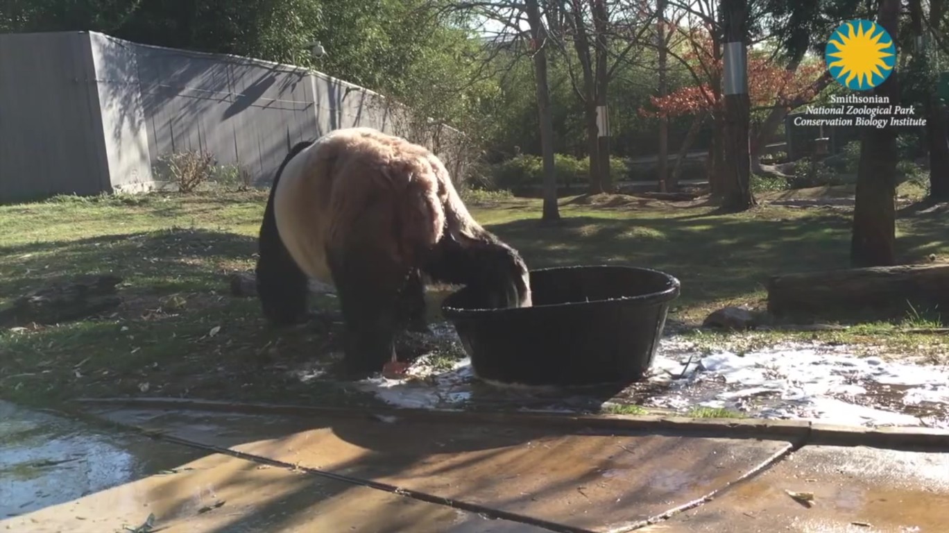 DUMPERT - Dikke panda neemt klein bad