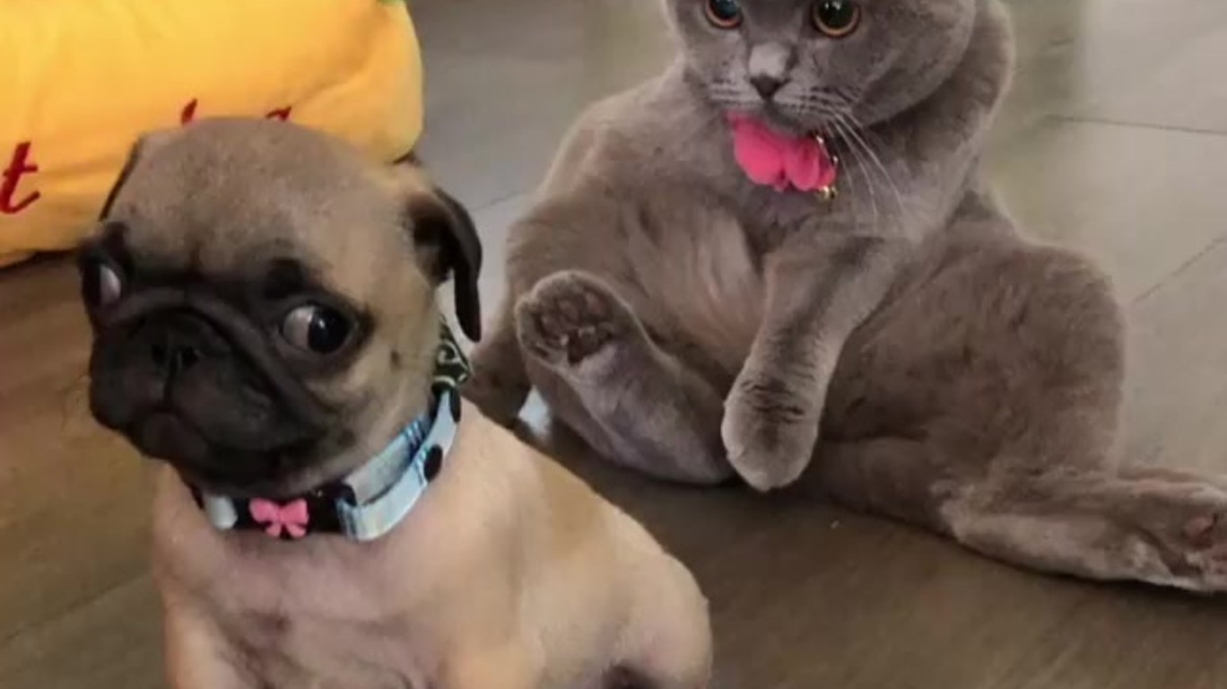 dumpert.nl - Om te kotsen zo liev