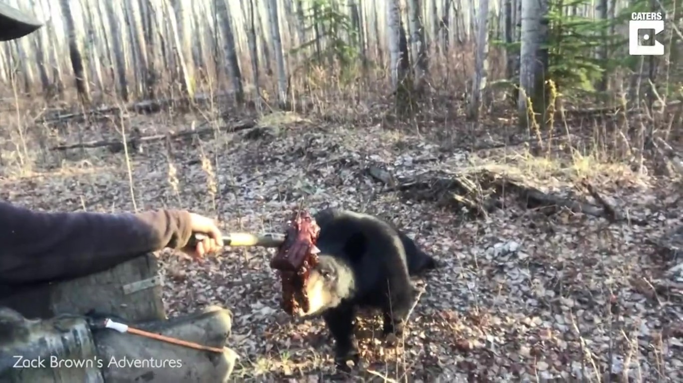DUMPERT - Vlees uitdelen in het bos
