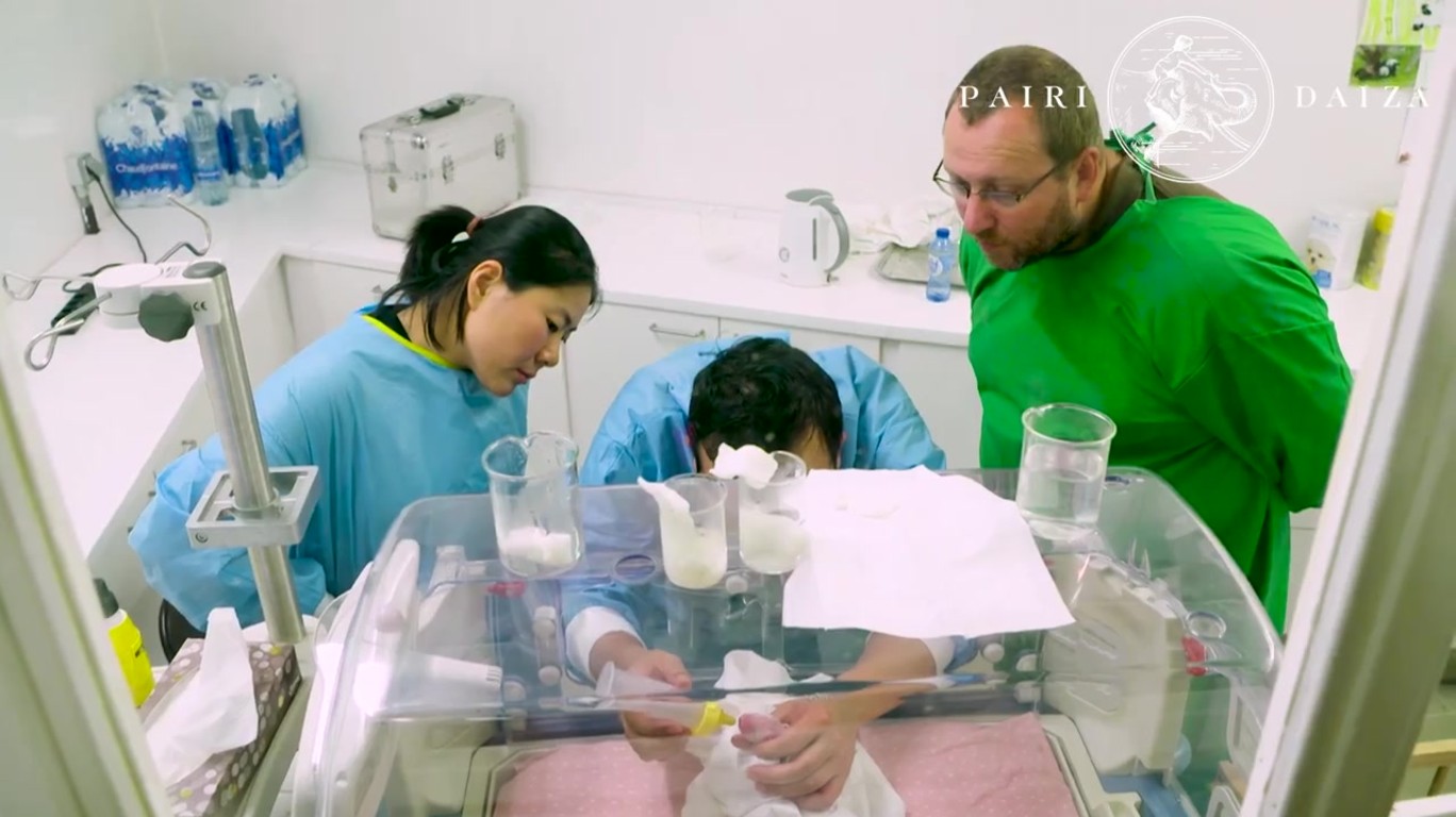 DUMPERT - Panda-tweeling geboren in België