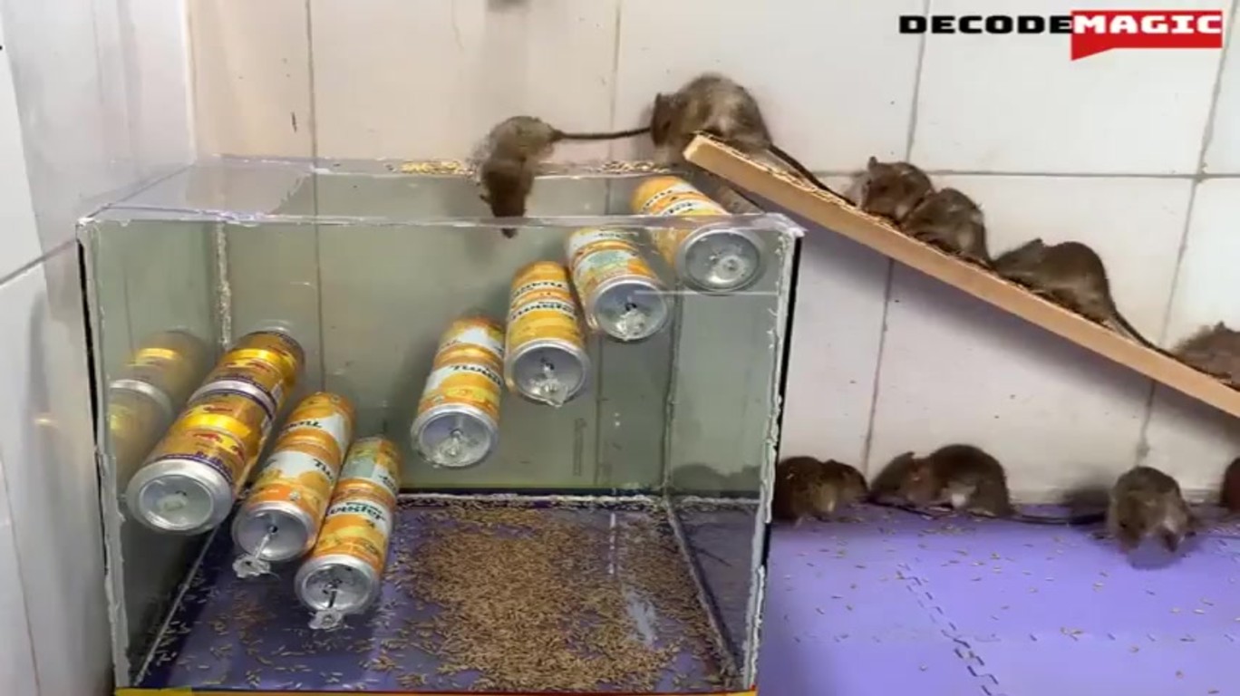 DUMPERT - Muizenplaag in je keuken