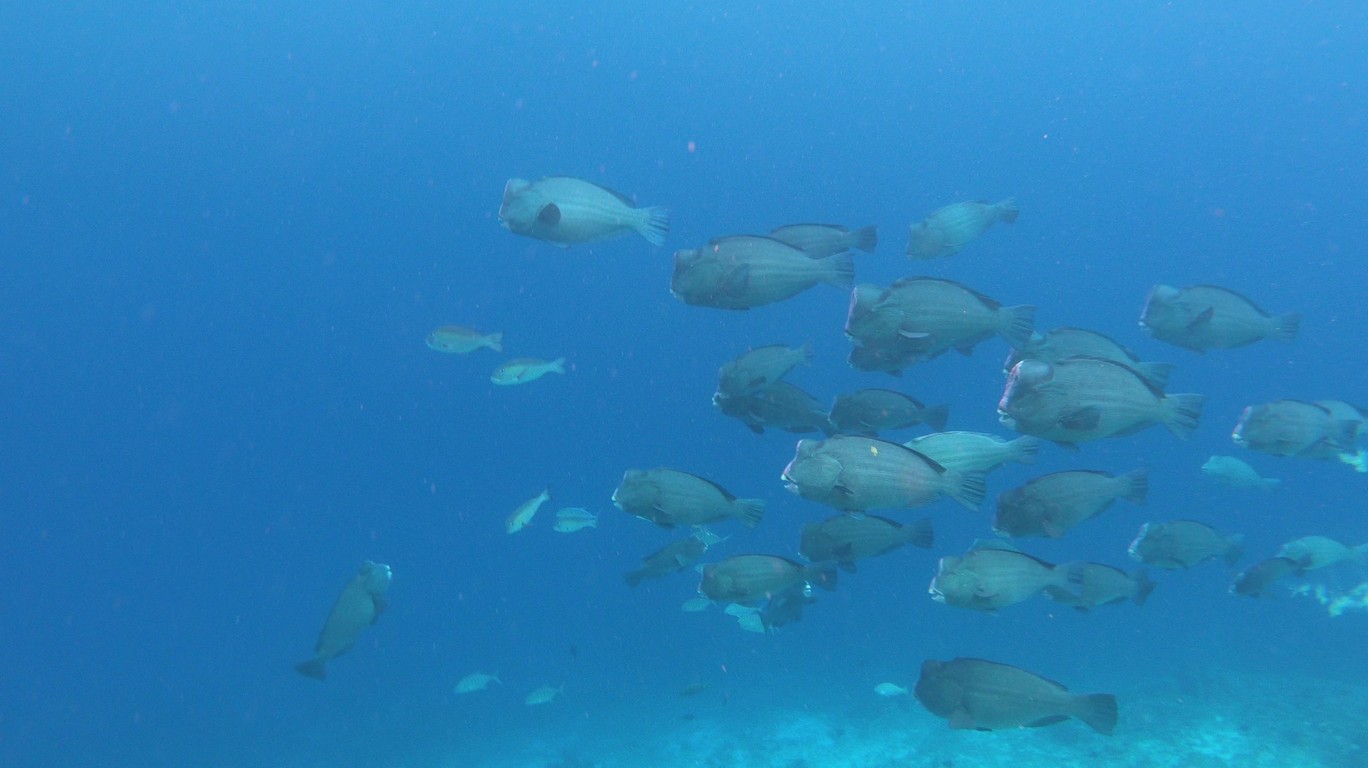 DUMPERT - Poep in je hoofd