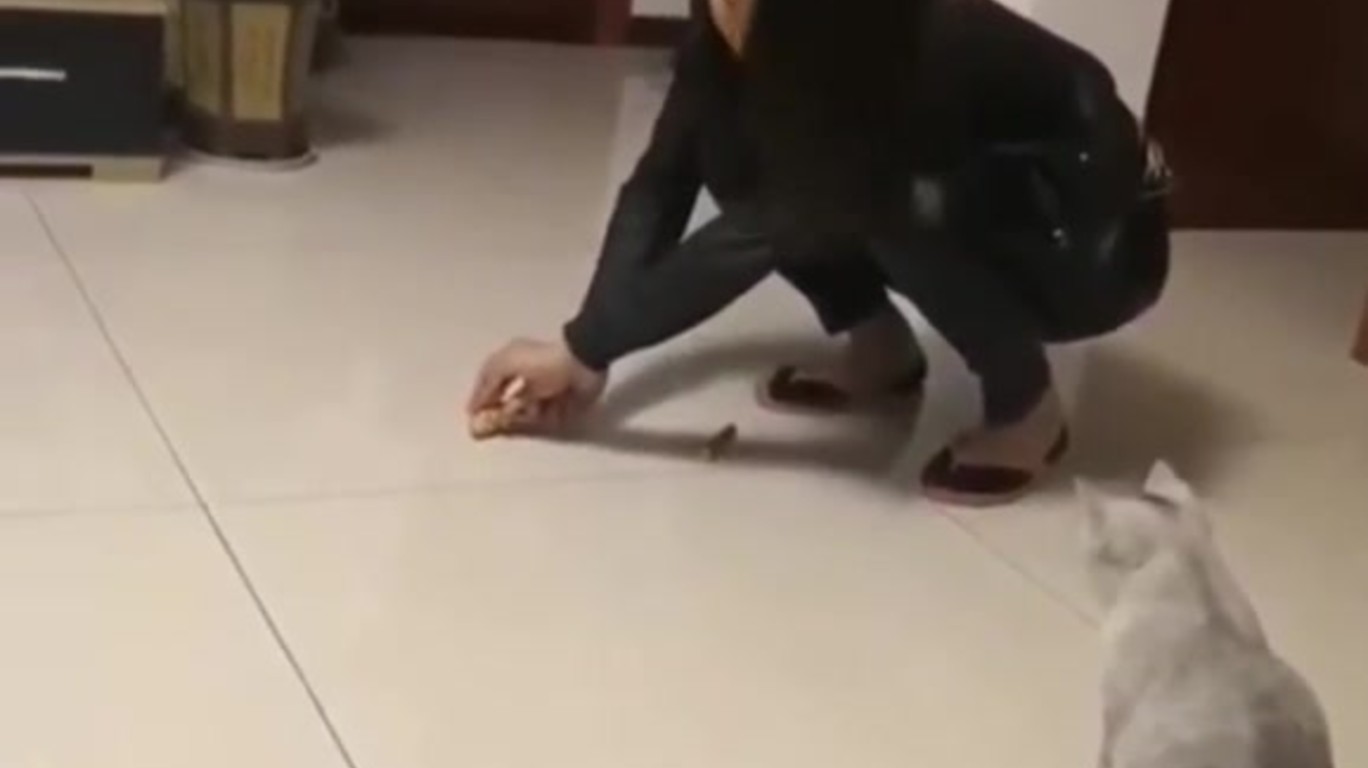 DUMPERT - Kat kan trucje