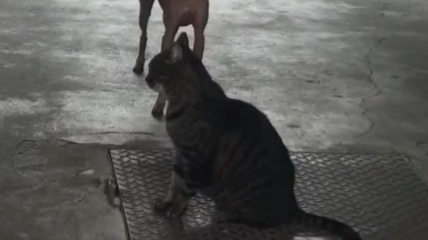 DUMPERT - Hond vs kat