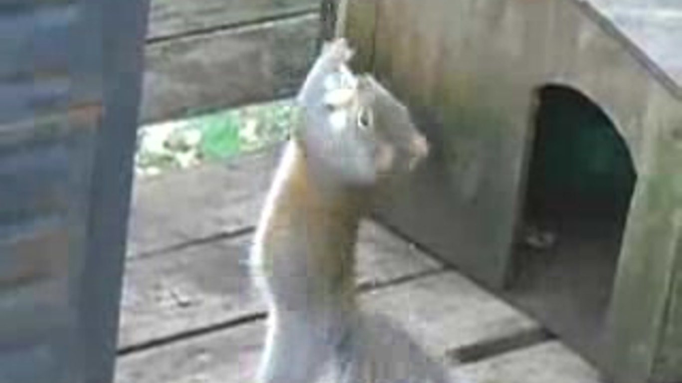 dumpert.nl - Eekhoorn vissen