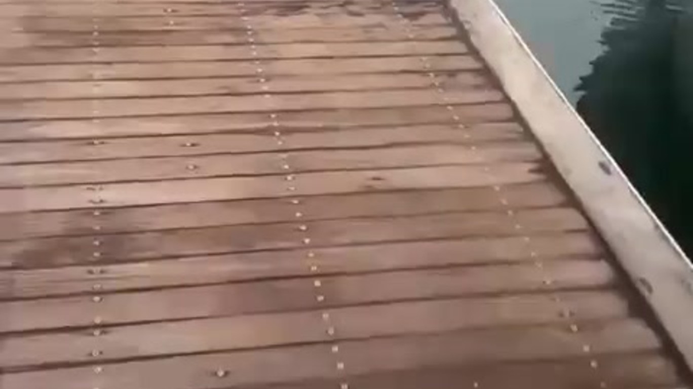 DUMPERT - Hey een dikke zeekoe