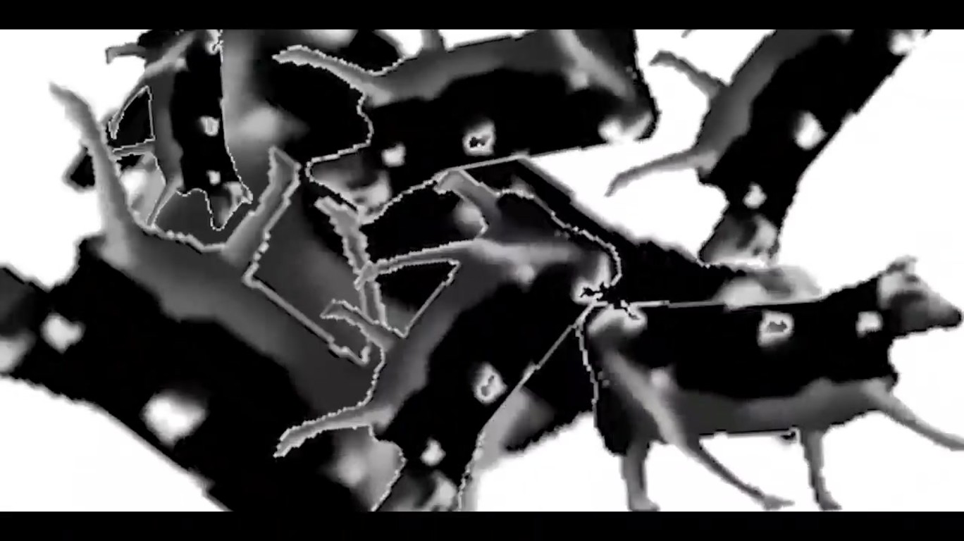 DUMPERT - Poolse koe