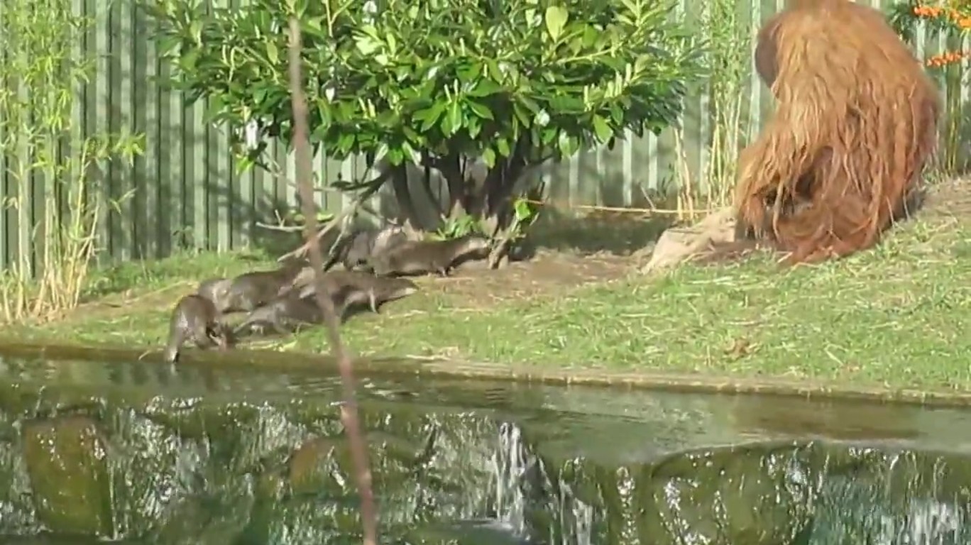 DUMPERT - Bontkraagjes vallen ginger lastig