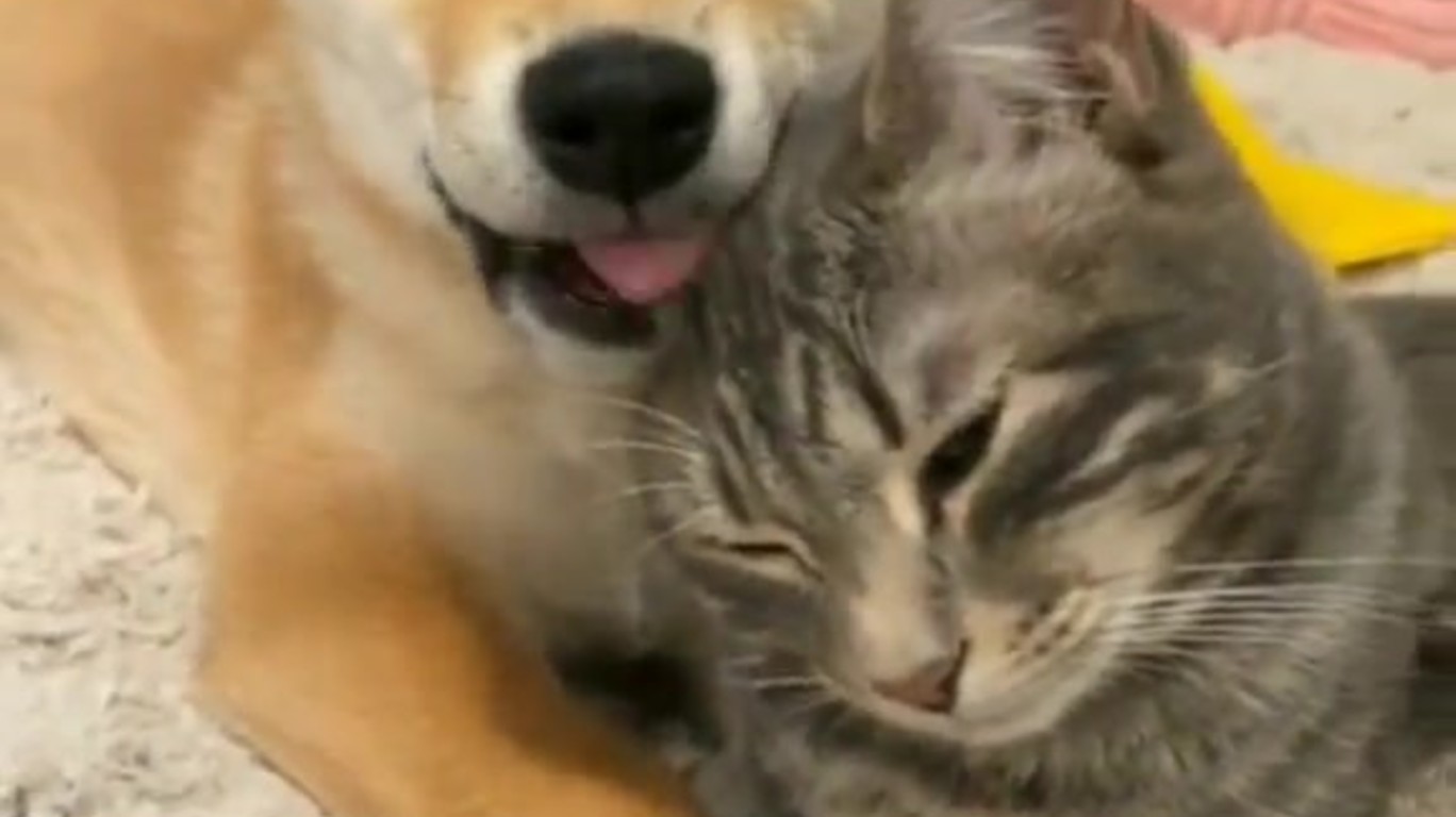 DUMPERT - Kattenoortje sabbelen