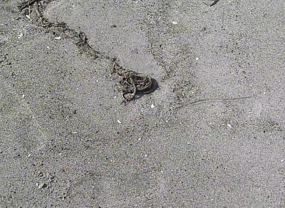 dumpert.nl - Raar beest aangespoeld in Nieuw-Zeeland